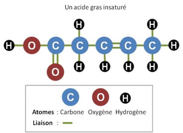 A quoi servent les acides gras des huiles végétales en Cosmétique