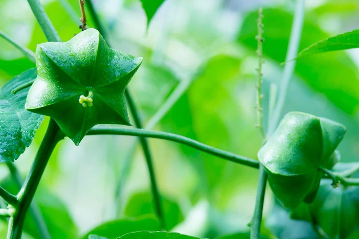 Découvrez l'huile végétale d'Inca Inchi anti-âge exceptionnelle